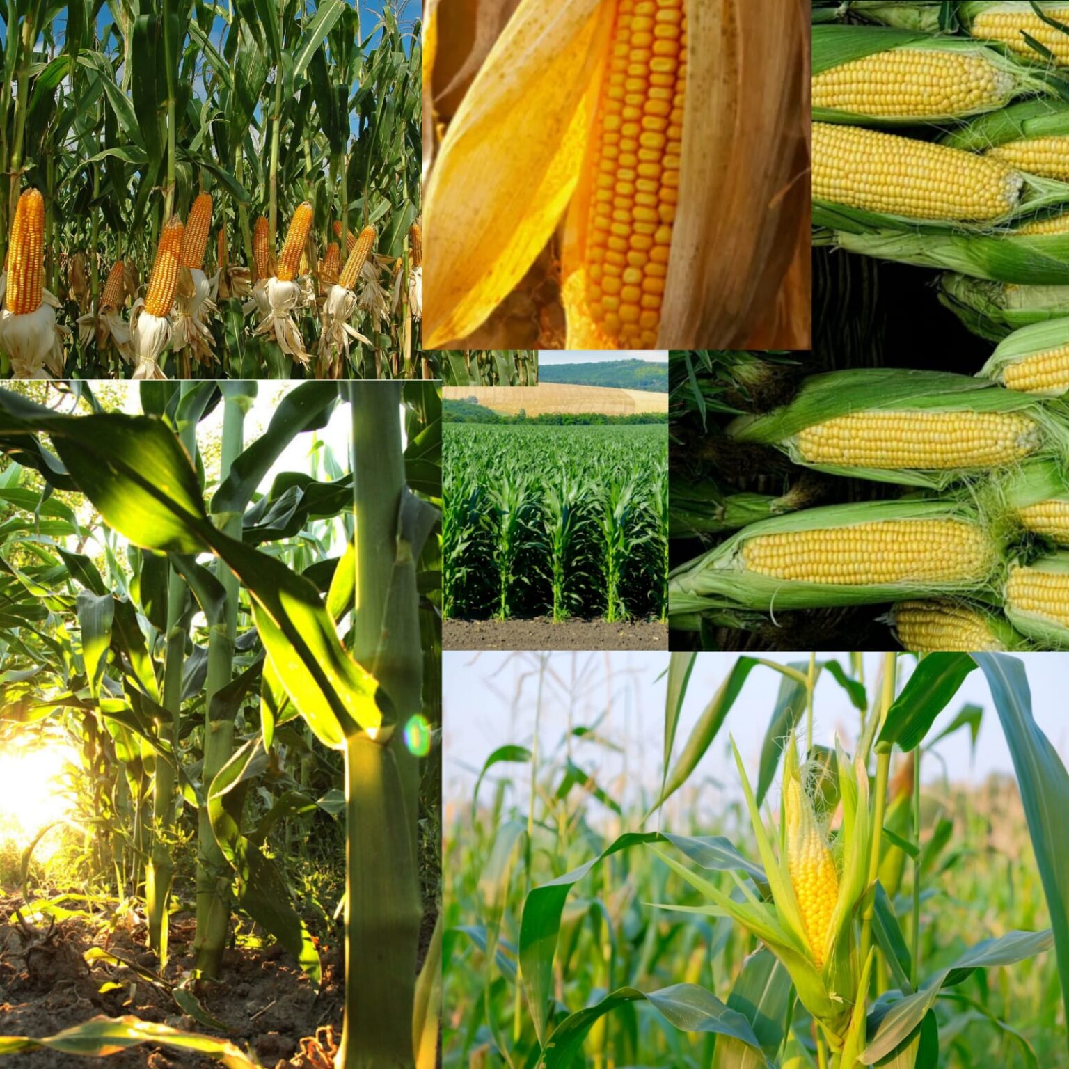 Porumbul- informații generale - Utilaje Agricole prin ZamTudo